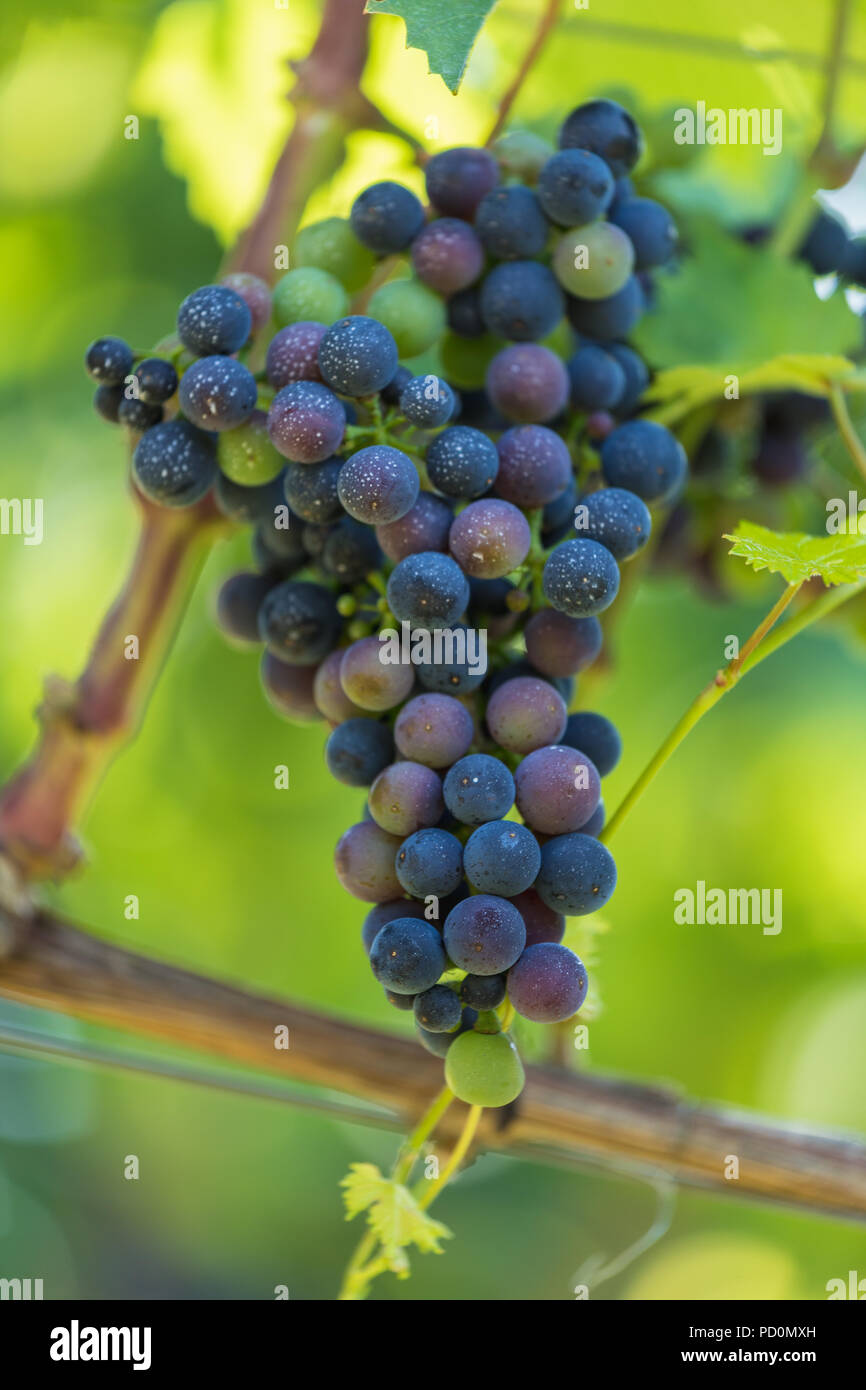 Blue grapes detailed close hi-res stock photography and images - Alamy