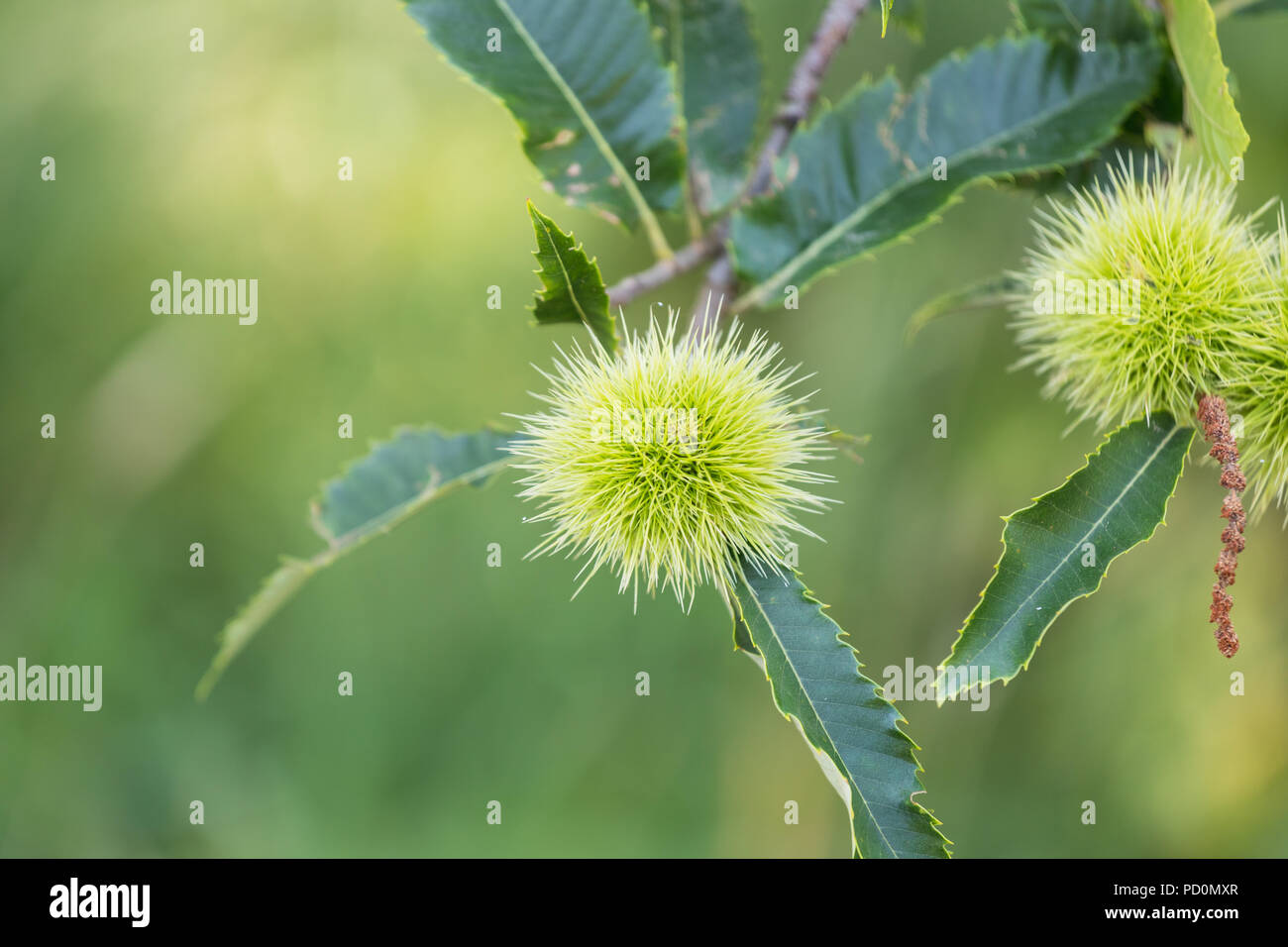 Horse chestnut fruits on tree hi-res stock photography and images - Alamy