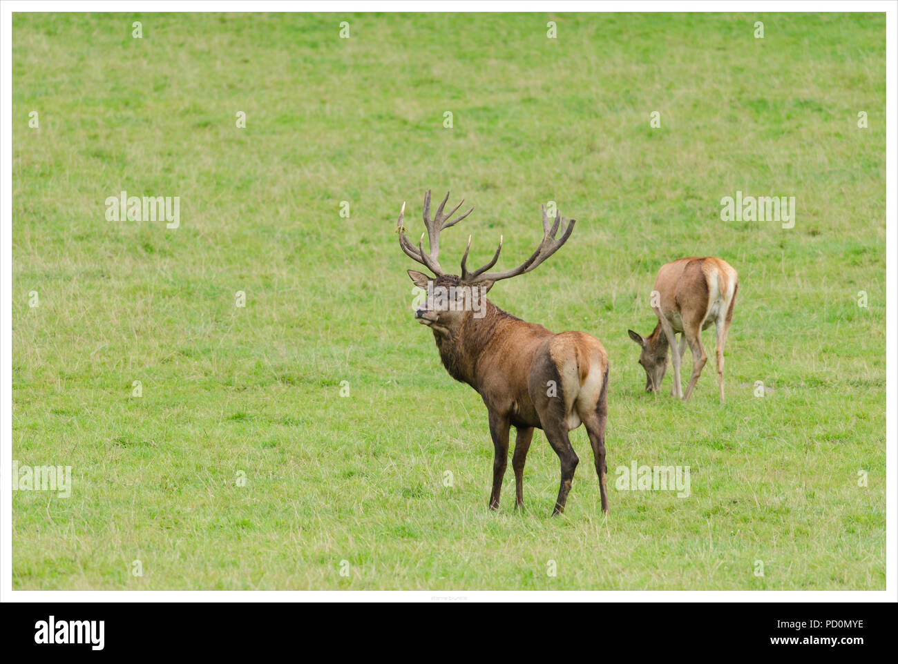 Stag hunting hi-res stock photography and images - Alamy