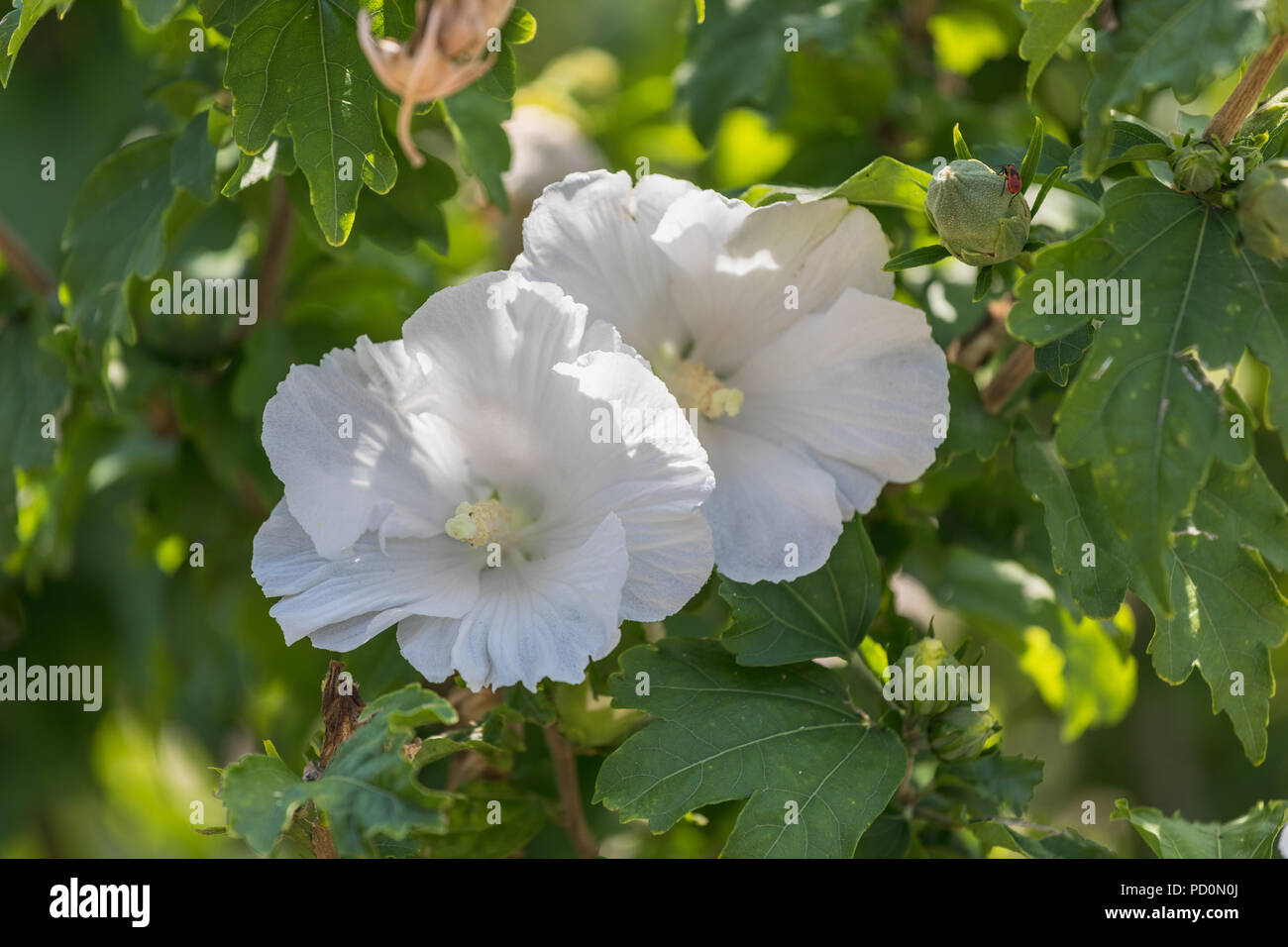 amazing White hibiscus flower on a green background switzerland Stock ...