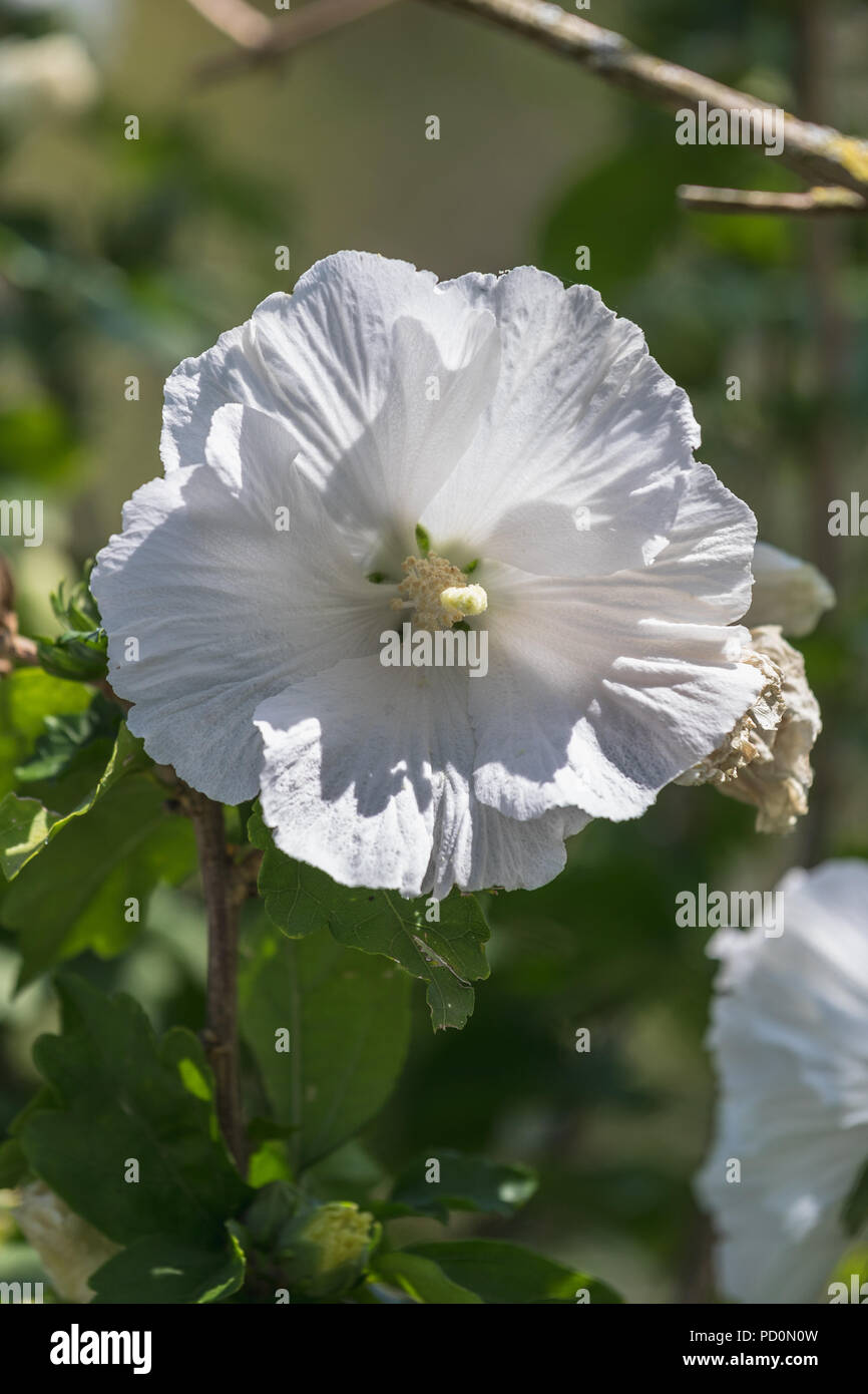 amazing White hibiscus flower on a green background switzerland Stock ...