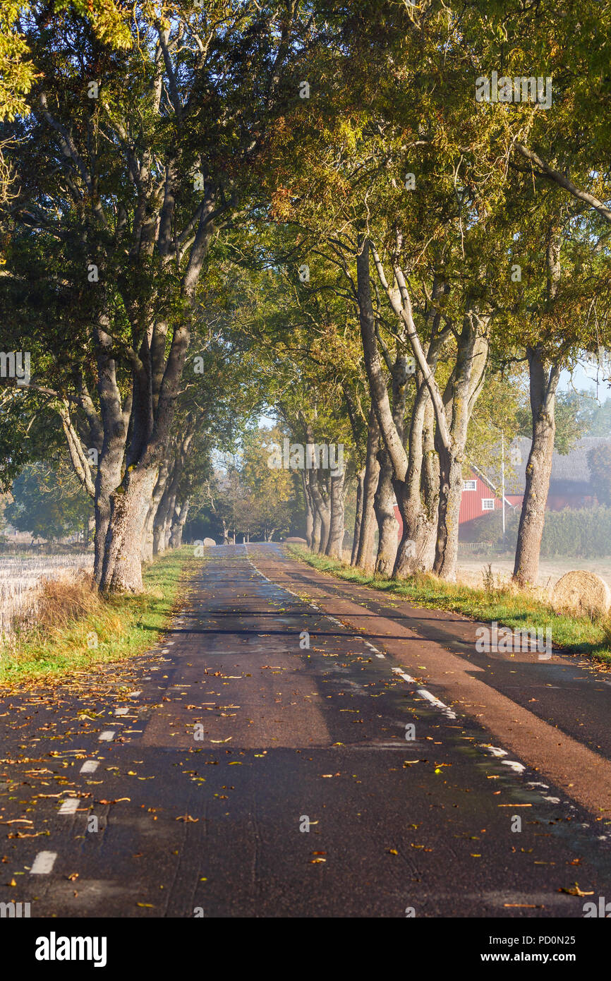 Tree avenue in the countryside Stock Photo - Alamy