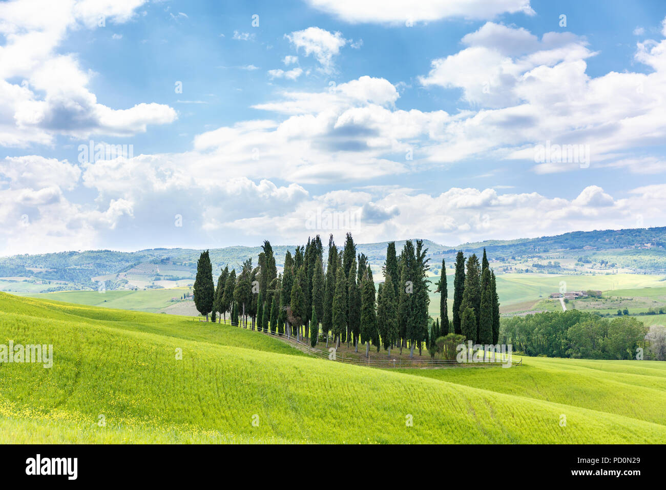 Landscape view cypress trees hi-res stock photography and images - Alamy