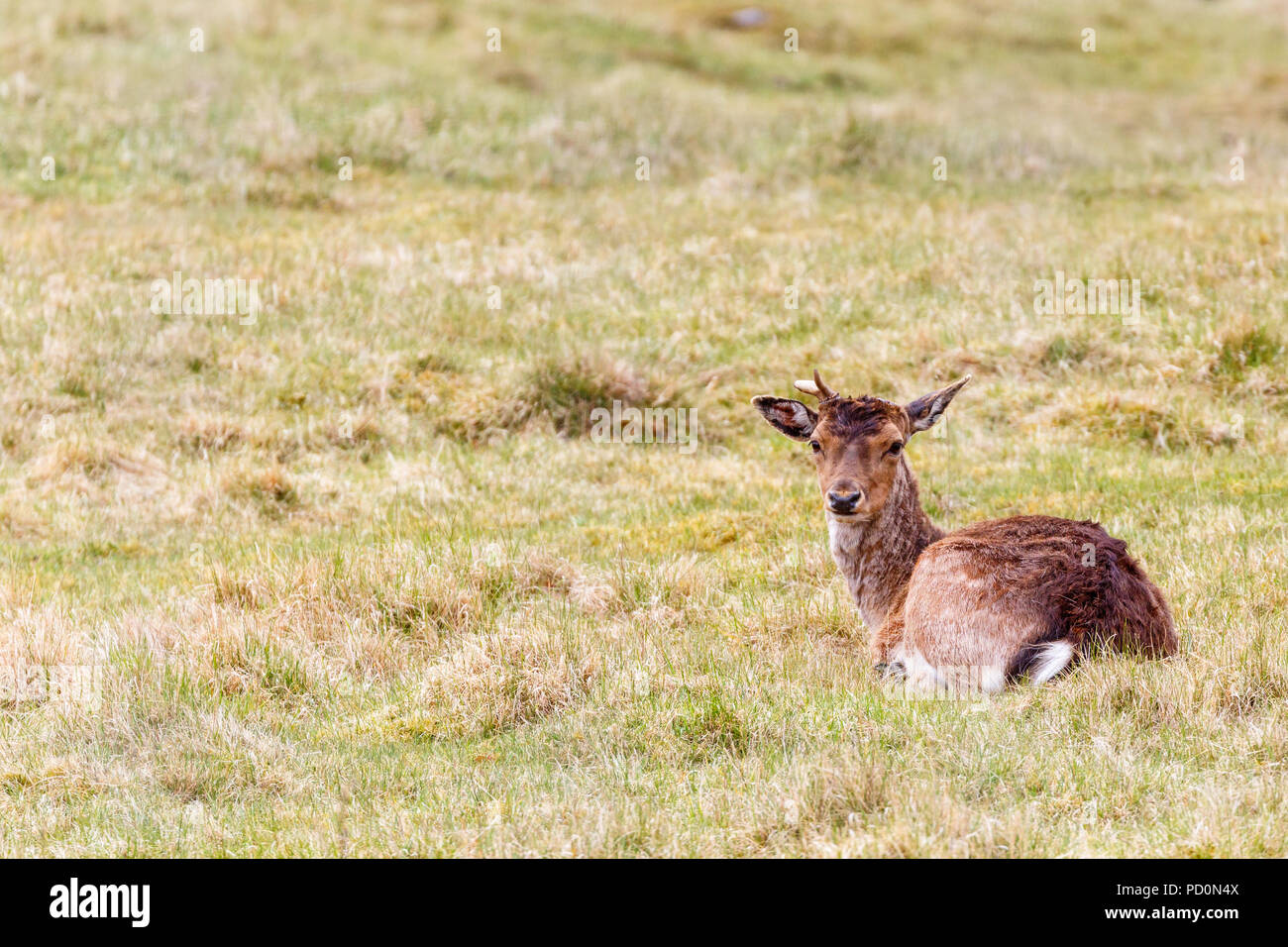 Field lying fallow hi-res stock photography and images - Alamy