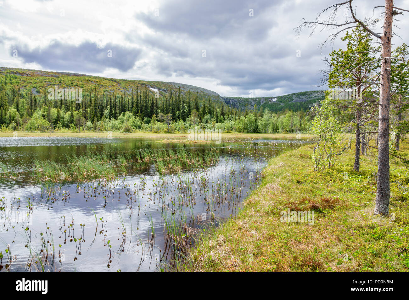 Lake coniferous forest mountain hi-res stock photography and images - Alamy
