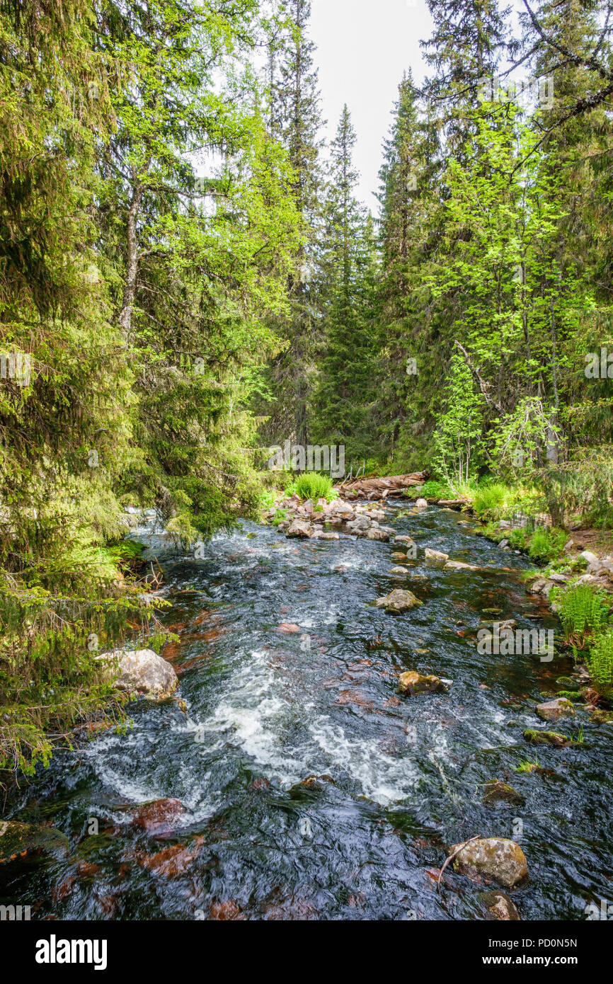 River running through old trees hi-res stock photography and images - Alamy