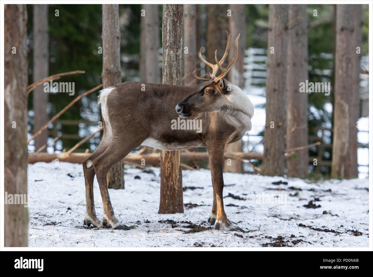 Tundra moss landscape animal arctic hi-res stock photography and images ...