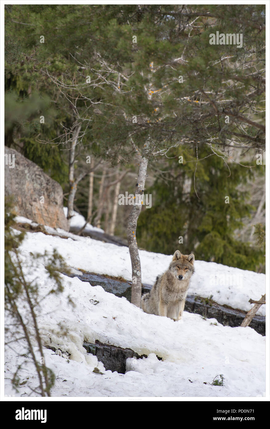 A grey wolf sit in the snow Stock Photo - Alamy