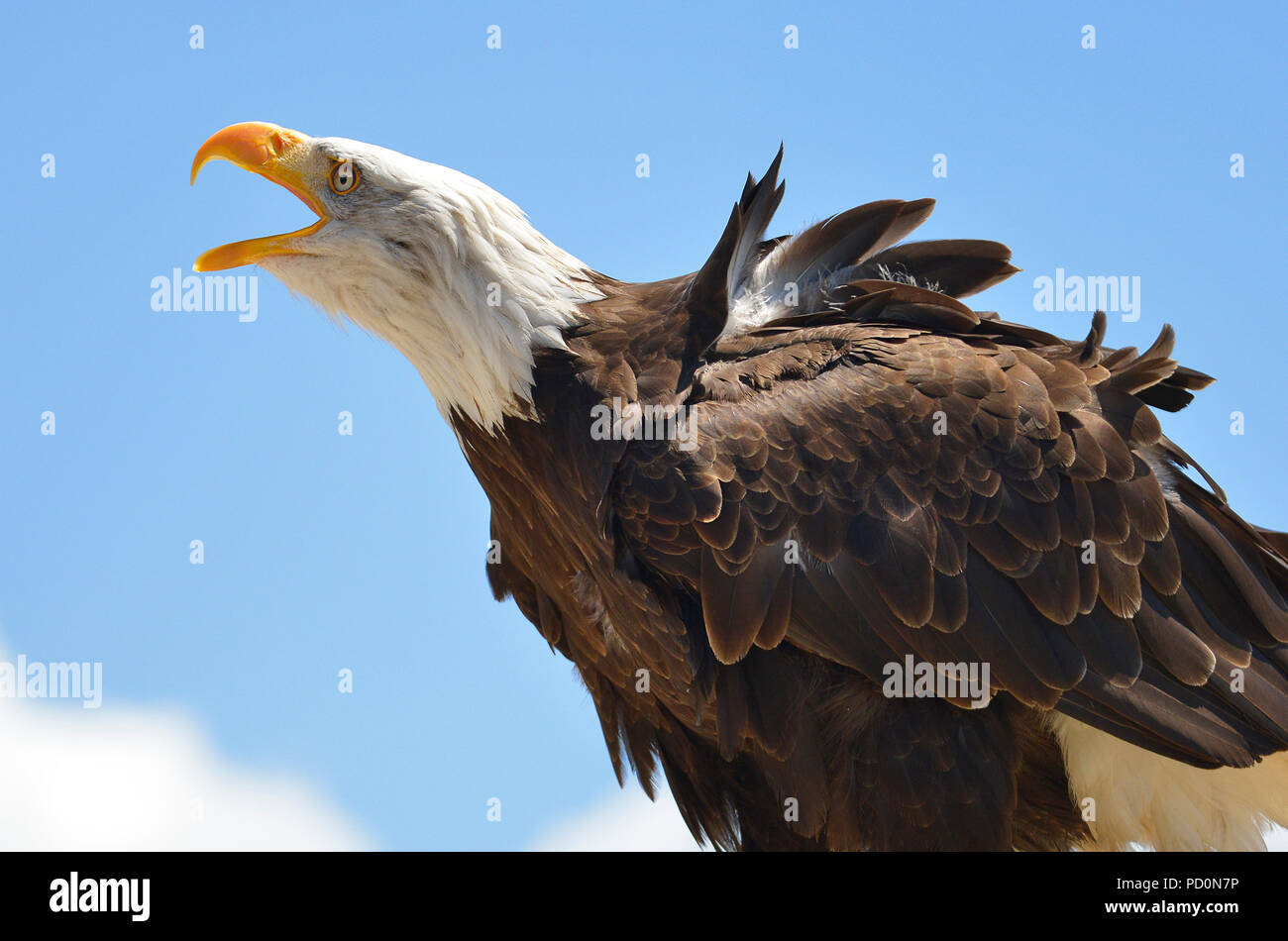 Portrait of bald eagle (Haliaeetus leucocephalus) the open beak on the ...