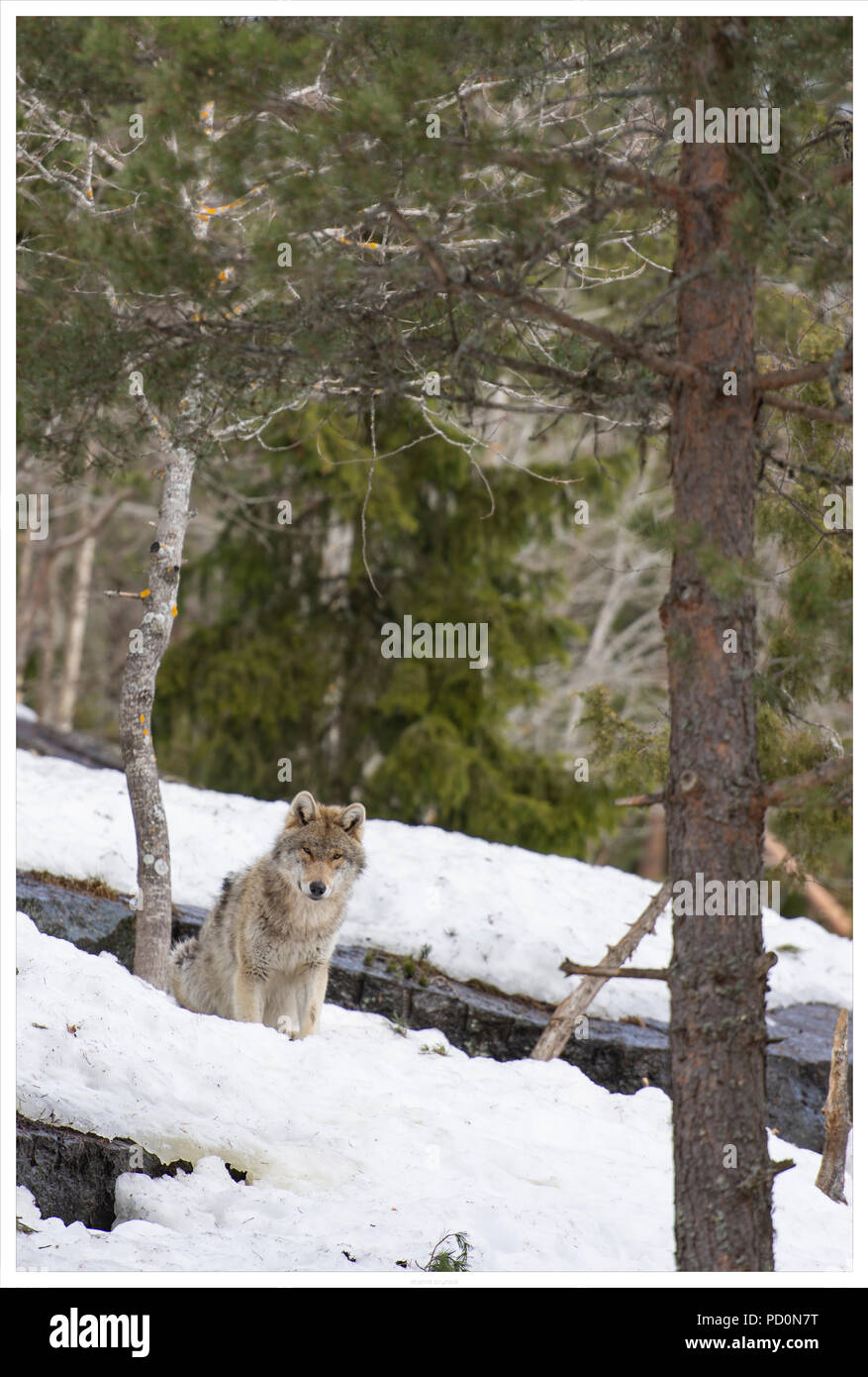 Grey wolf isolated hi-res stock photography and images - Alamy