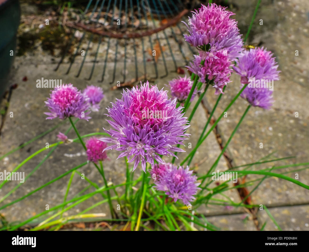 Chives growing wild on a patio in bloom with pink flowers Stock Photo ...