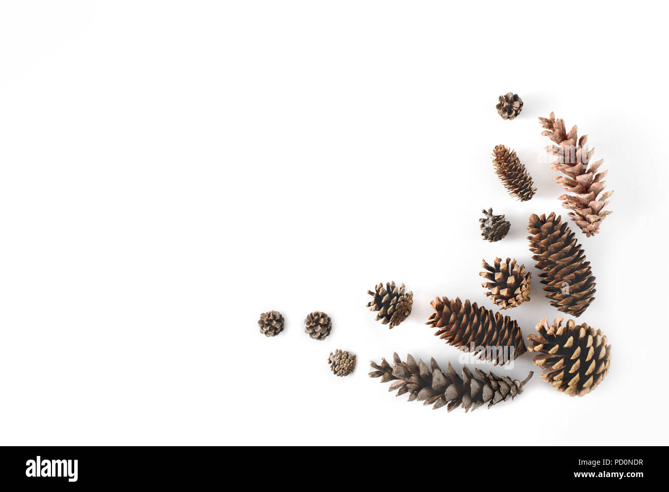 Corner frame made of cones various coniferous trees isolated on white ...