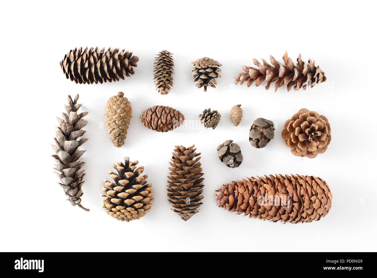 Big set of cones various coniferous trees isolated on white, view from ...