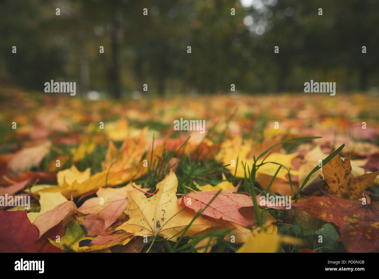fallen autumn leaves on ground in mid october closeup low angle photo ...