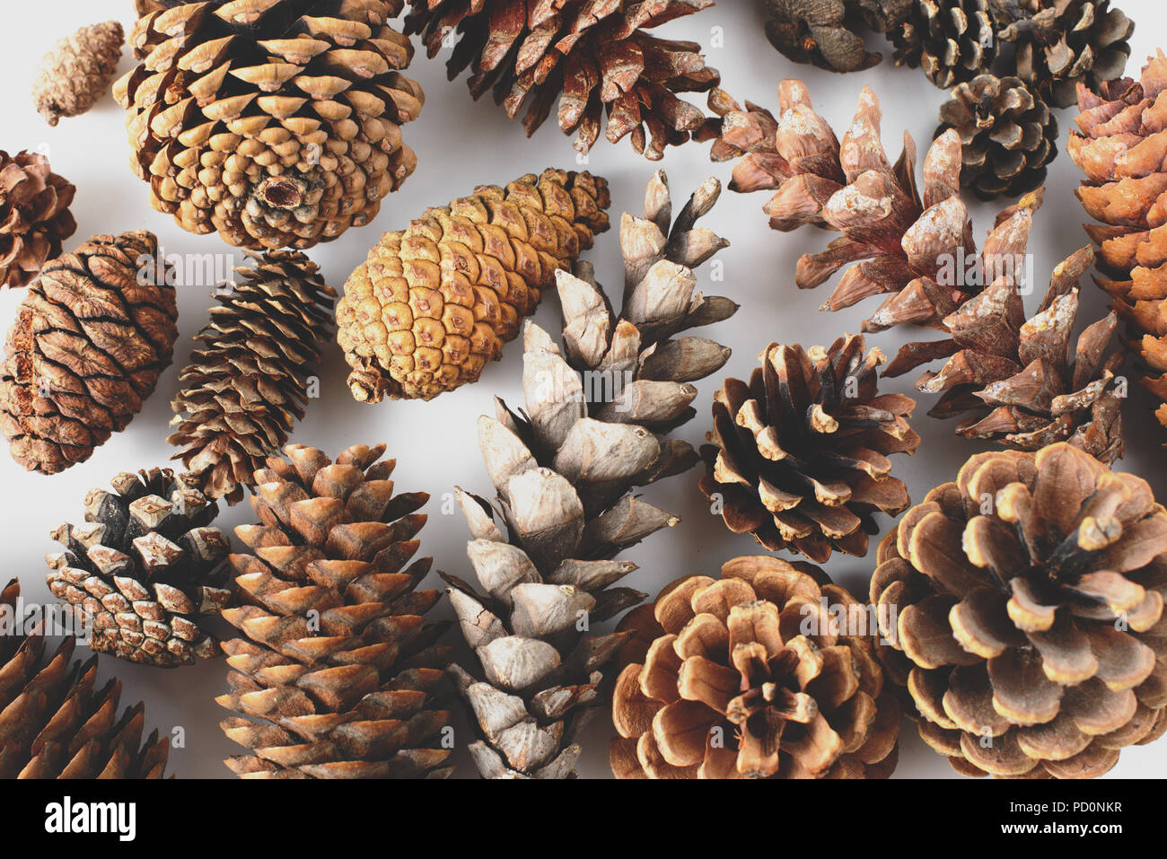 Big set of cones various coniferous trees isolated on white, view from ...