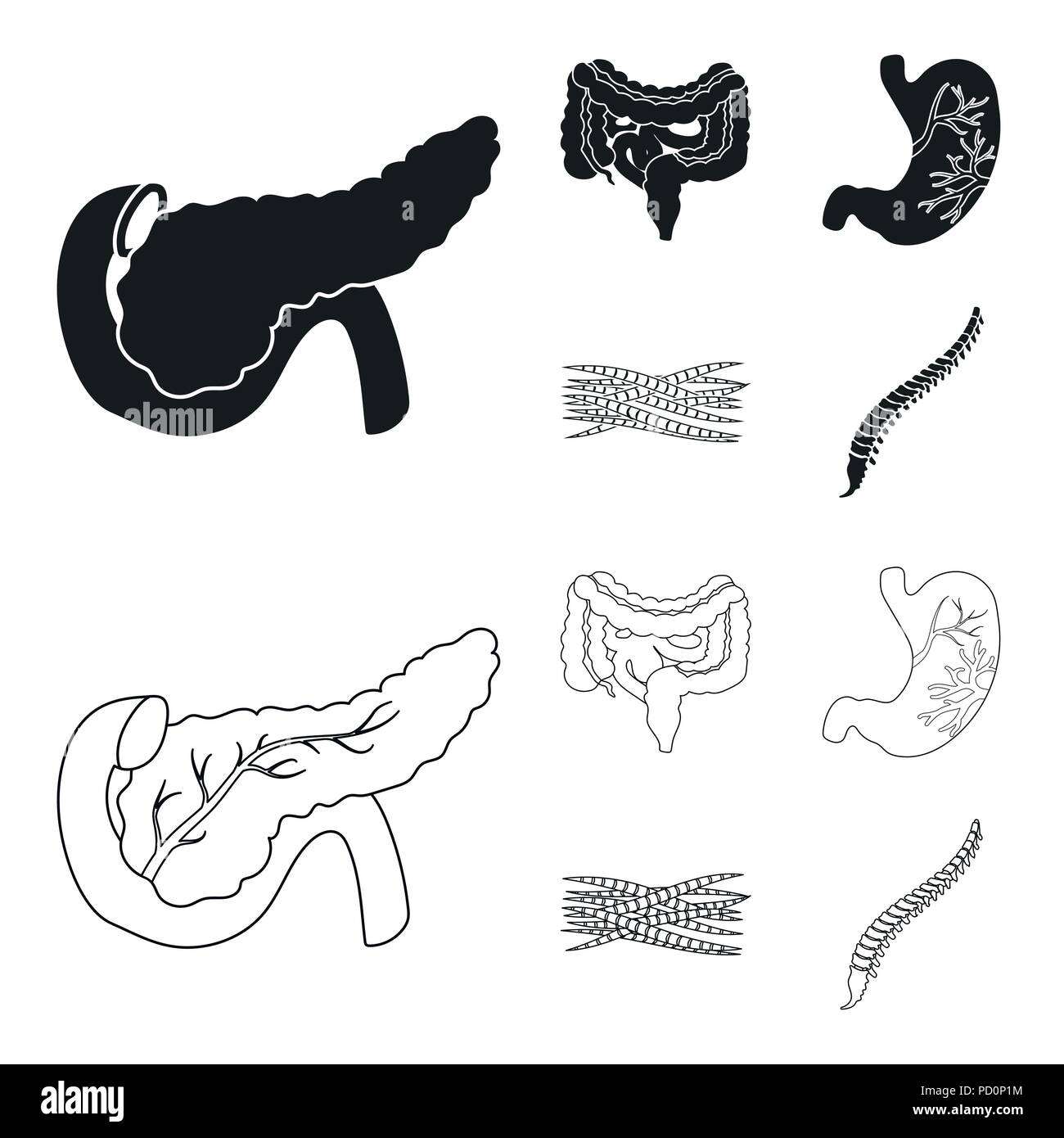 Intestines, stomach, muscles, spine. Organs set collection icons in ...
