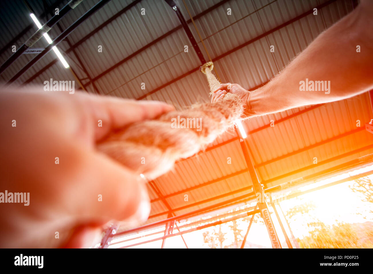Close-up Young woman hanging on a rope for pull-ups, hands in magnesia ...