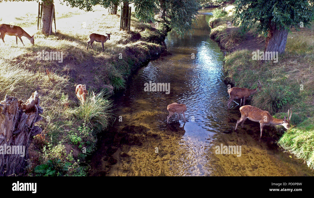 Deer Grazing in Tree Lined Richmond Park Stream Stock Photo - Alamy