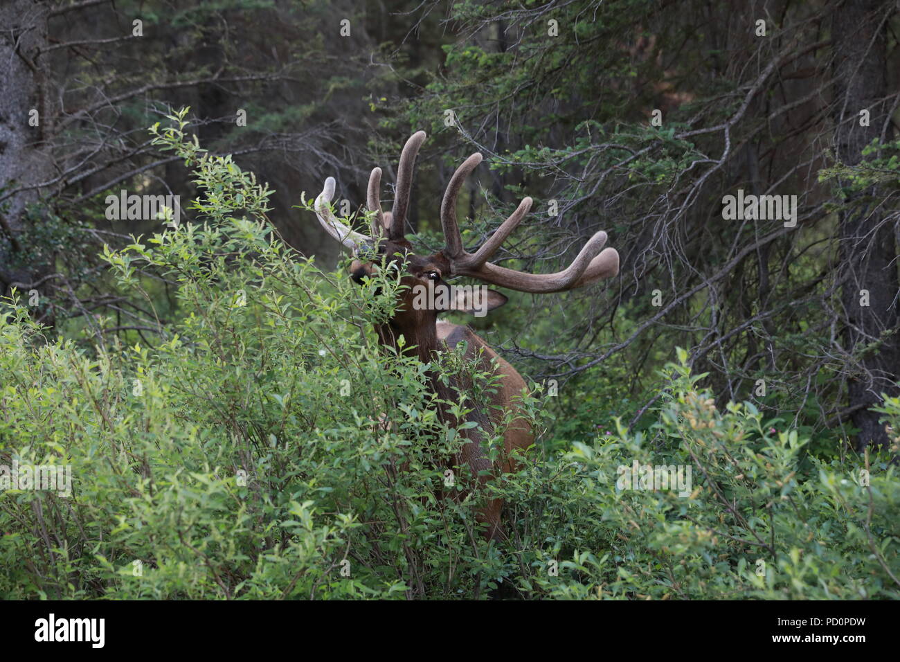Elk feeding in the forest Canada Stock Photo - Alamy