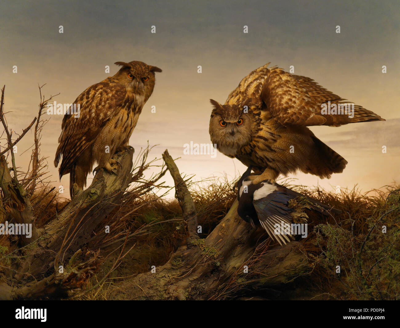 Owl strigiformes hi-res stock photography and images - Alamy