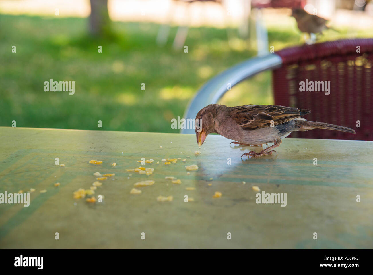 Sparrow pecking hi-res stock photography and images - Alamy