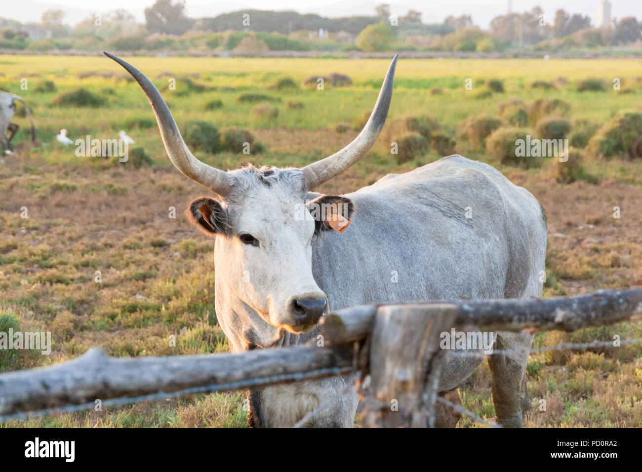 Tuscan cattle hi-res stock photography and images - Alamy