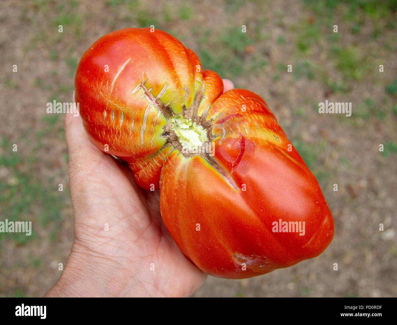 Giant Fruit Tomato High Resolution Stock Photography and Images - Alamy