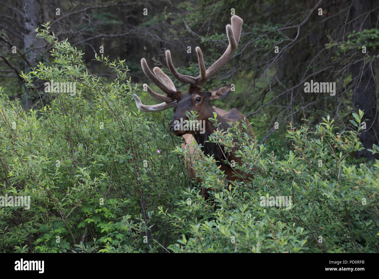 Elk feeding in the forest Canada Stock Photo - Alamy