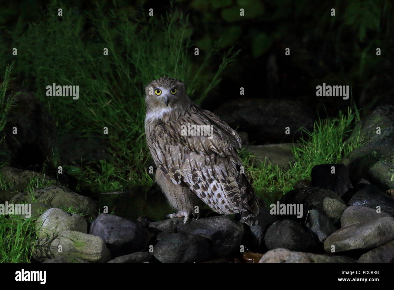 Blakiston's fish owl (Ketupa blakistoni) in Hokkaido, Japan Stock Photo ...