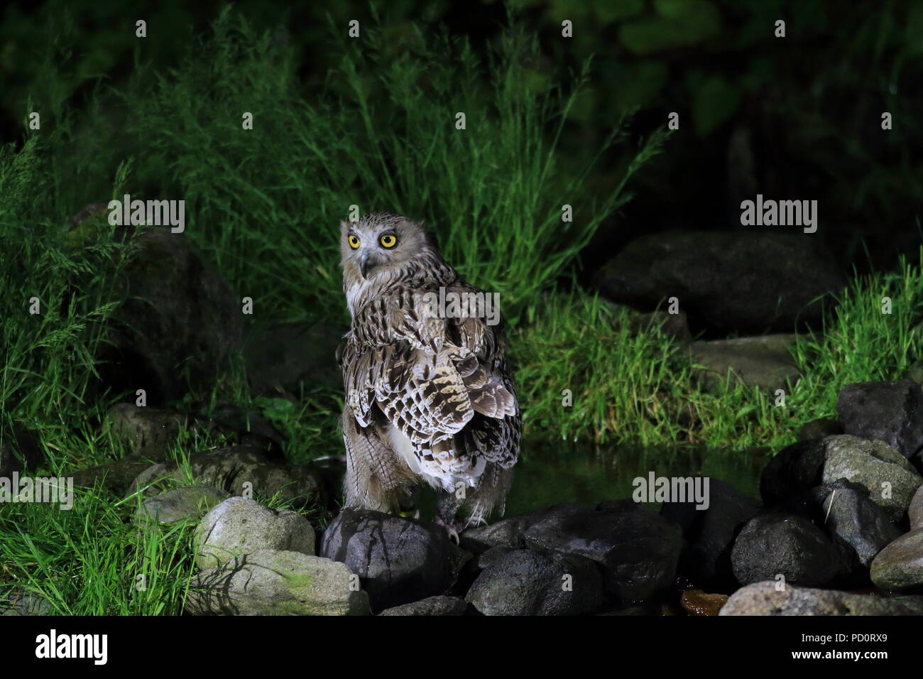 Blakiston's fish owl (Ketupa blakistoni) in Hokkaido, Japan Stock Photo ...