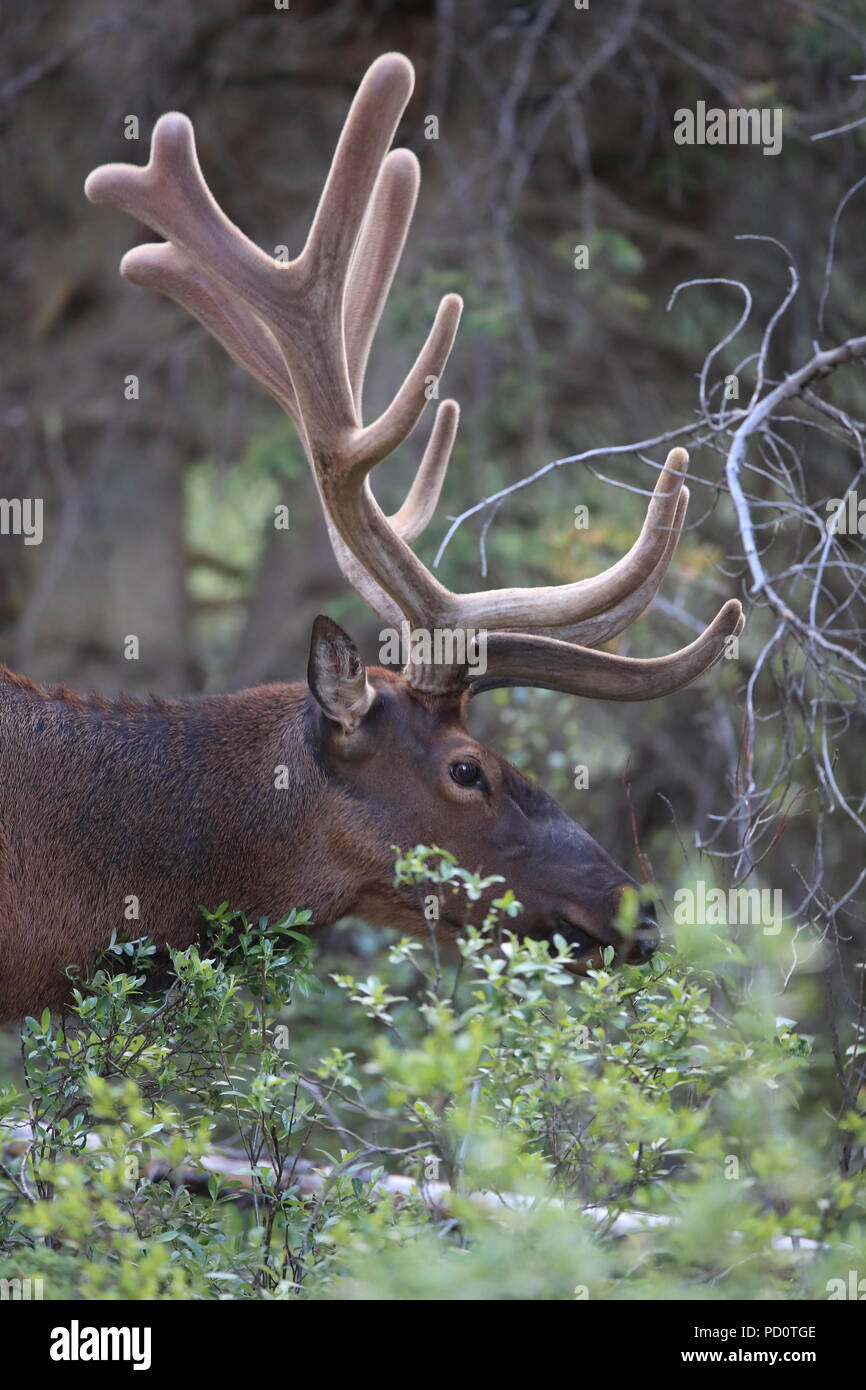Big male elk banff hi-res stock photography and images - Alamy