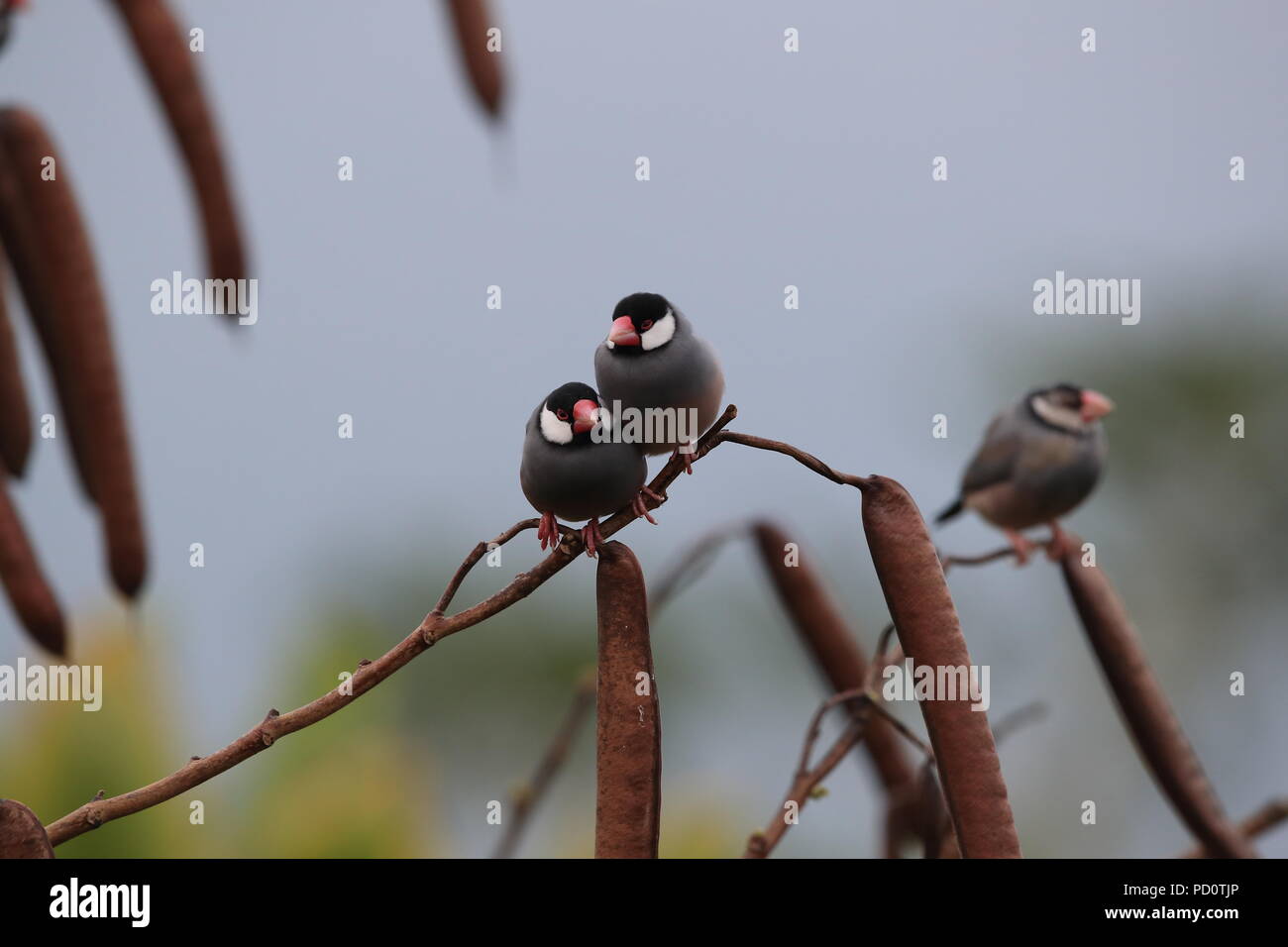 Java Sparrow Big Island Hawaii Stock Photo - Alamy