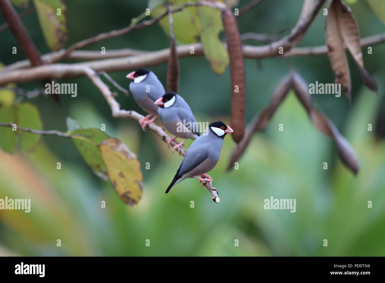 Java Sparrow Big Island Hawaii Stock Photo - Alamy