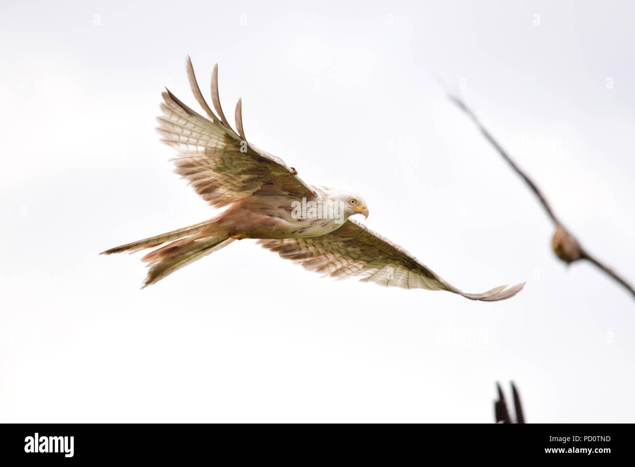 Red kite feeding station hi-res stock photography and images - Alamy