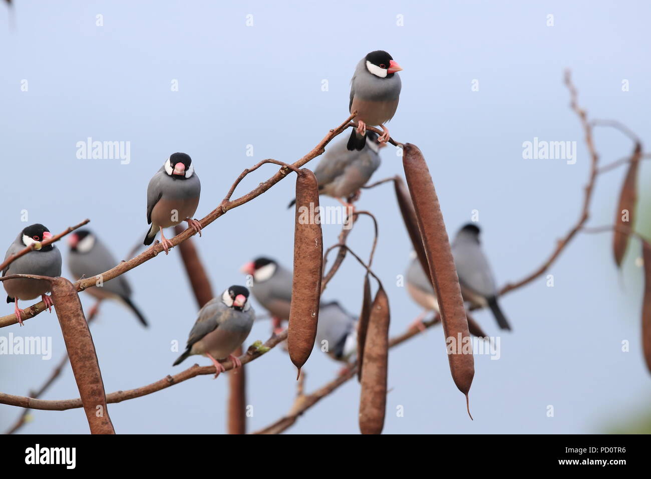 Java Sparrow Big Island Hawaii Stock Photo - Alamy