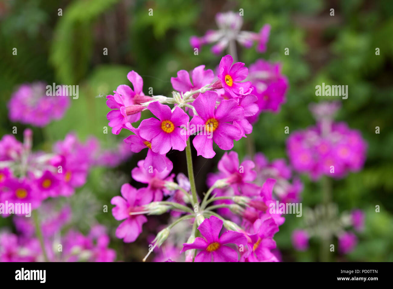 Gardening for bees hi-res stock photography and images - Alamy