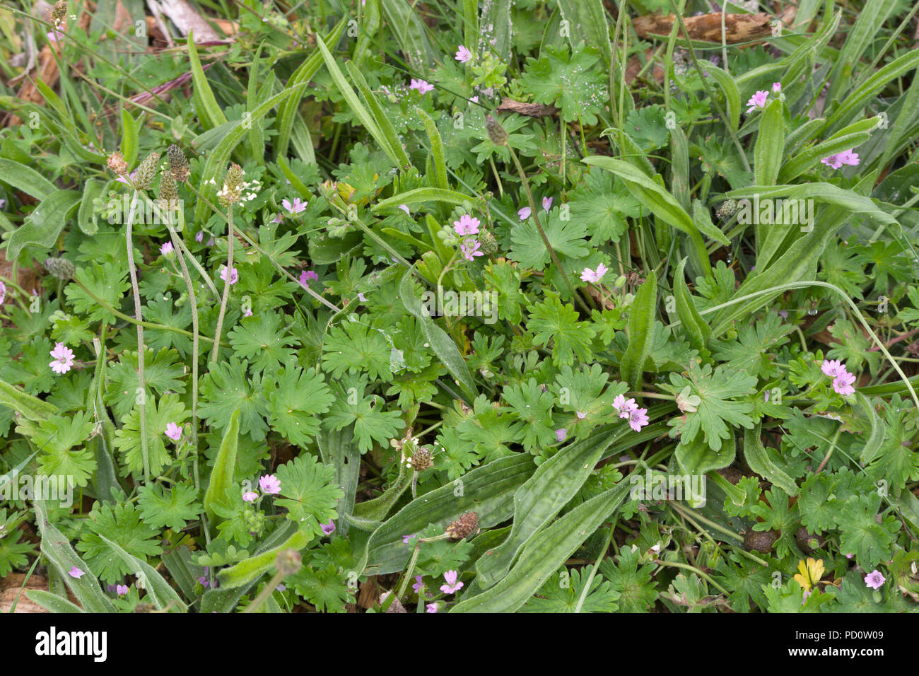 Dove's Foot Cranesbil-Geranium mollel Stock Photo - Alamy