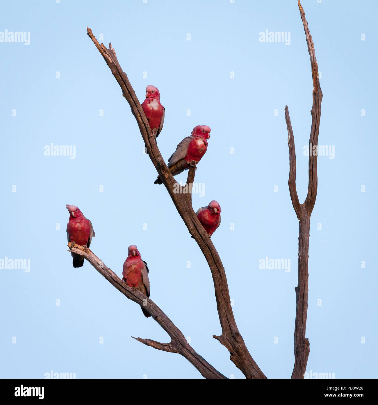 Dead galah hi-res stock photography and images - Alamy