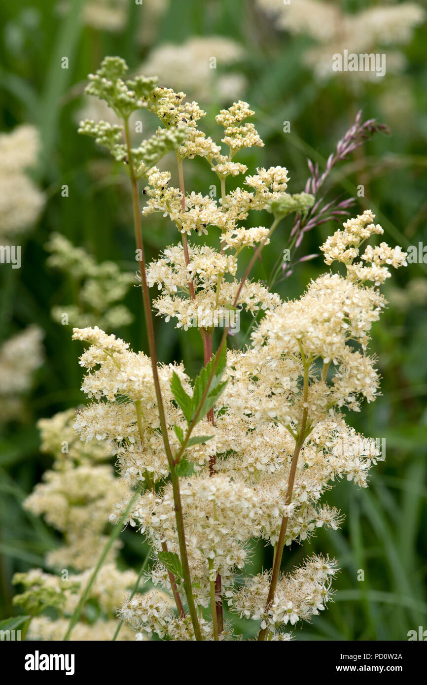 Meadowsweet Filipendula ulmaria Stock Photo - Alamy