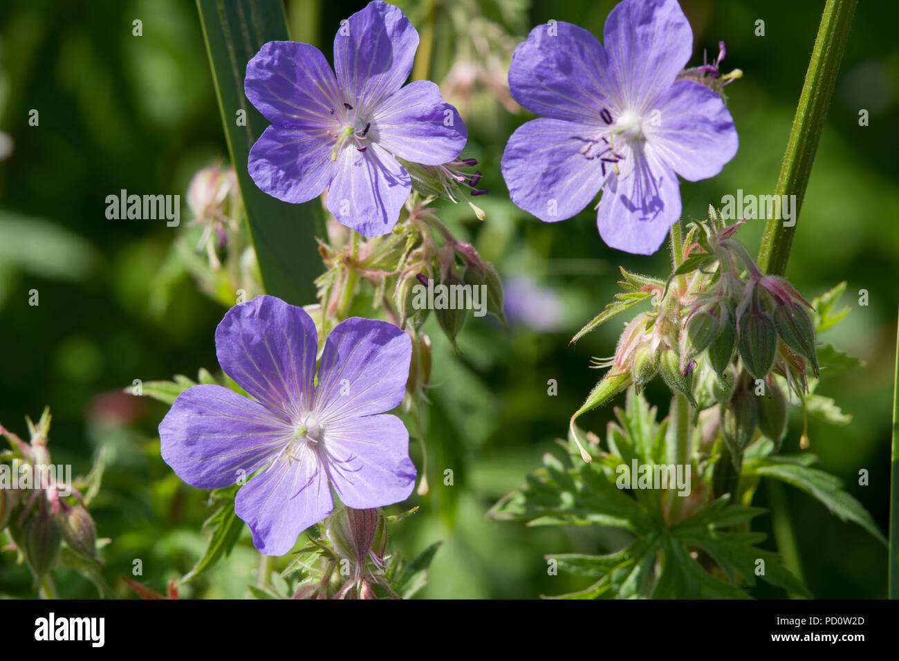 Wild cranesbill hi-res stock photography and images - Alamy