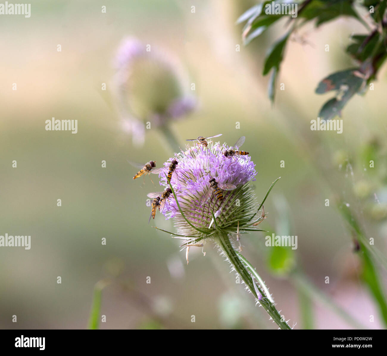 Flower with insects hi-res stock photography and images - Alamy