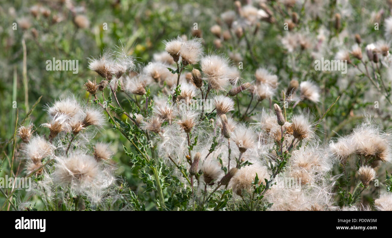Creeping thistle hi-res stock photography and images - Alamy