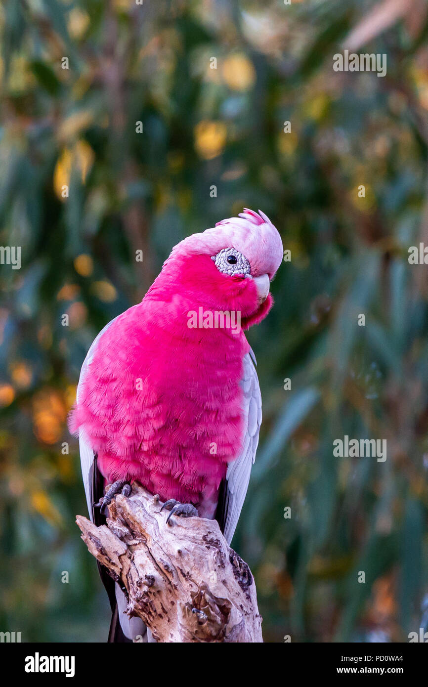 Dead galah hi-res stock photography and images - Alamy