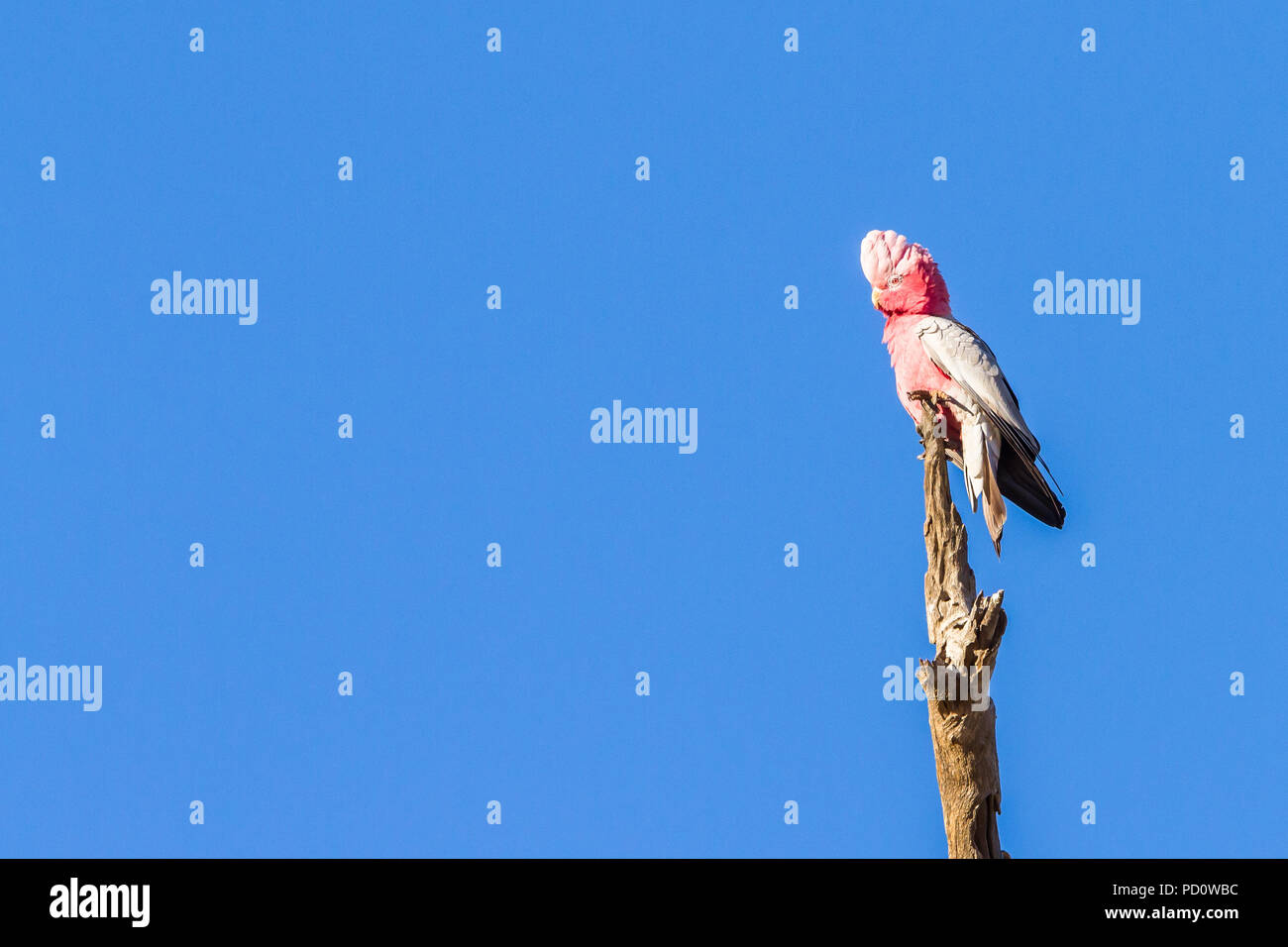 Single female Galah on dead tree branch Stock Photo - Alamy