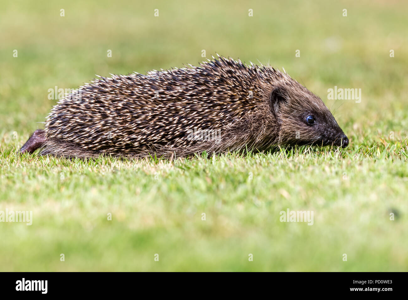 Running horizontal hi-res stock photography and images - Alamy