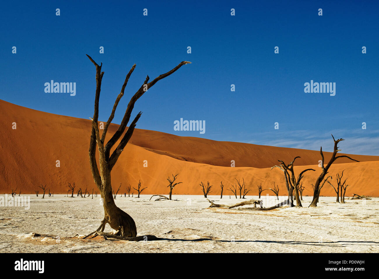 Dead tree namibia orange hi-res stock photography and images - Alamy