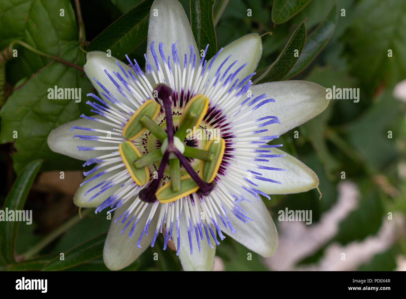 Zadar, Croatia - July 23, 2018: A flower of the Passiflora incarnata ...