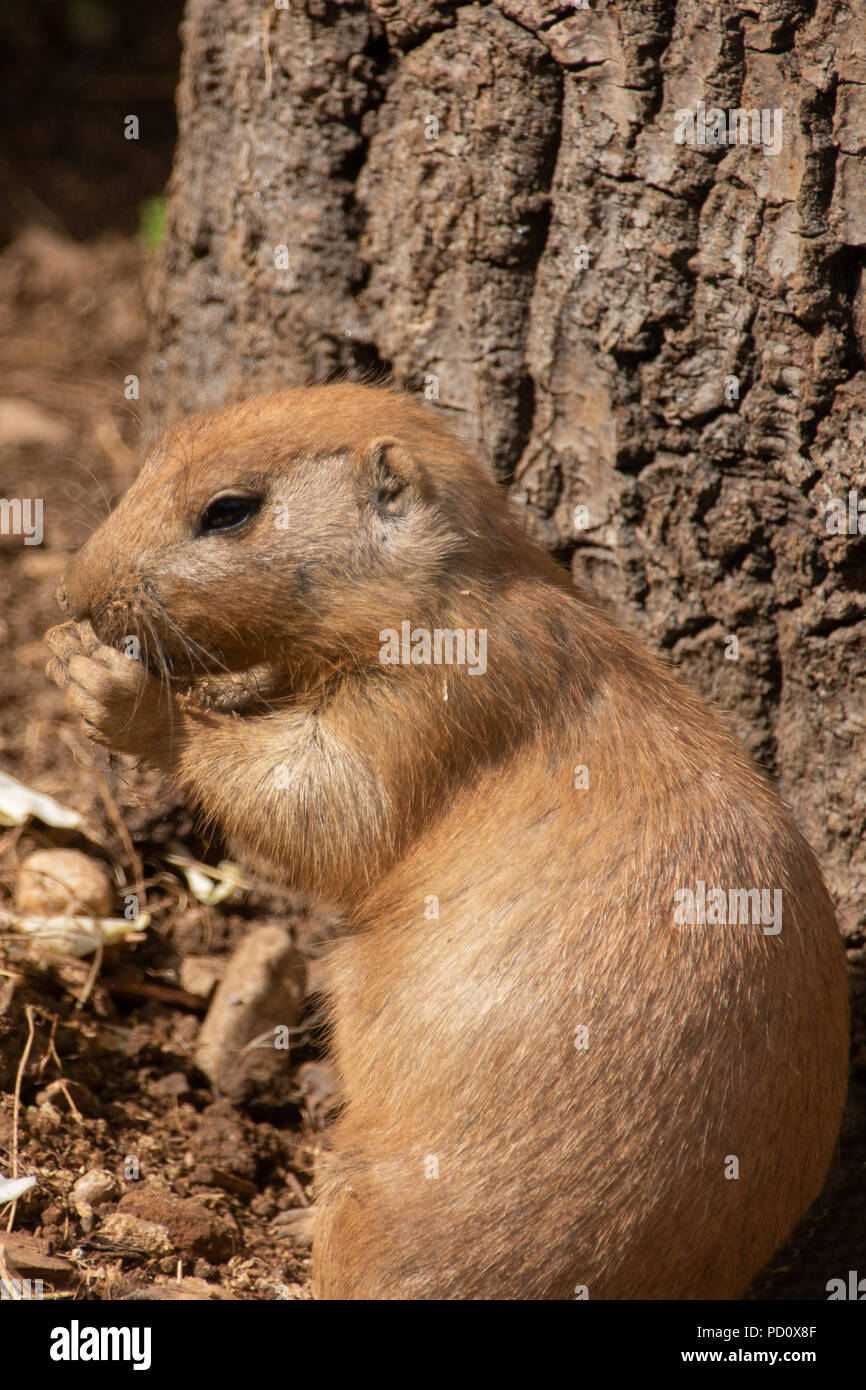 Prairie dog eating Stock Photo - Alamy