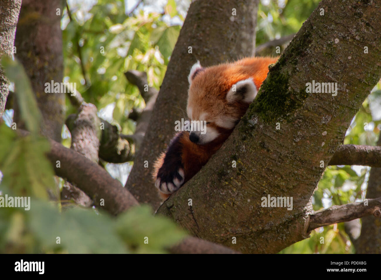 Red Panda asleep in a tree Stock Photo - Alamy