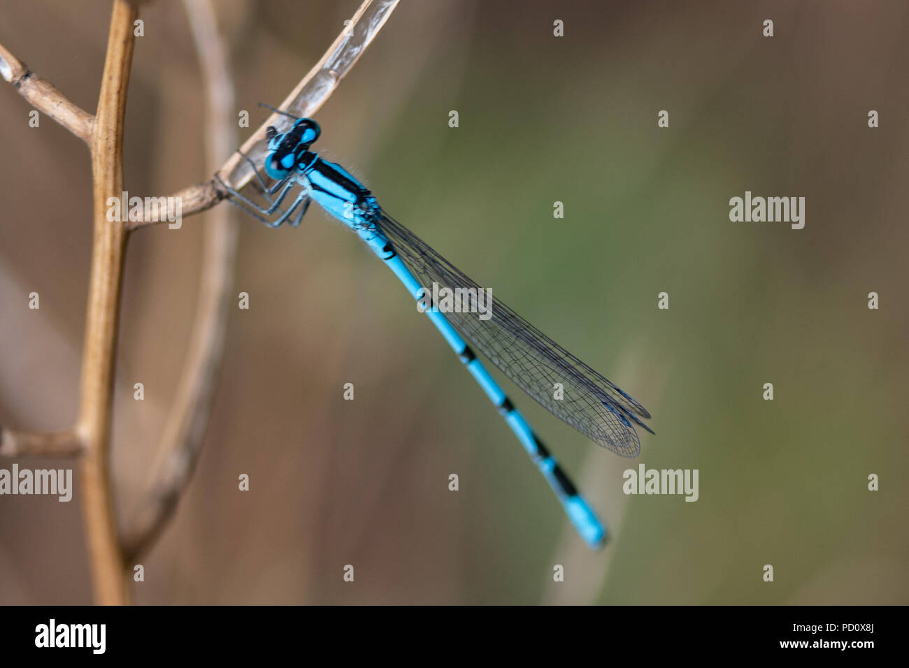 Damsel fly nature wildlife hi-res stock photography and images - Alamy